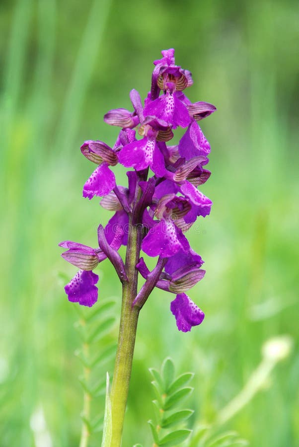 Green-winged Orchids stock photo. Image of wild, purple - 31027266