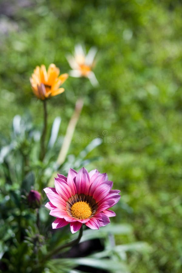 Spring flower stock image. Image of pink, growing, plant - 5308237