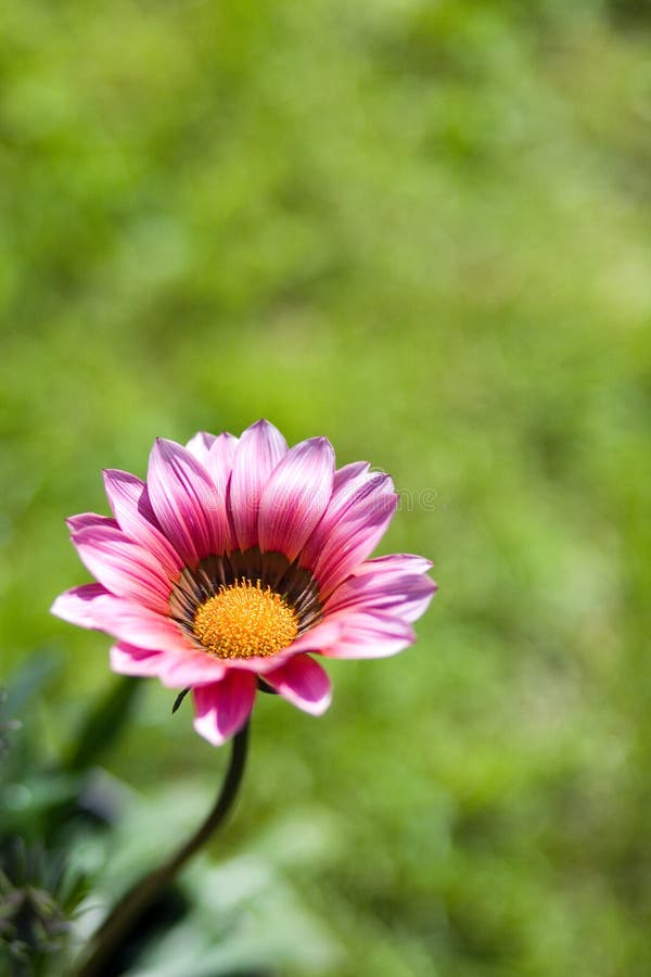 Spring flower stock photo. Image of pink, grass, gardening - 5308284