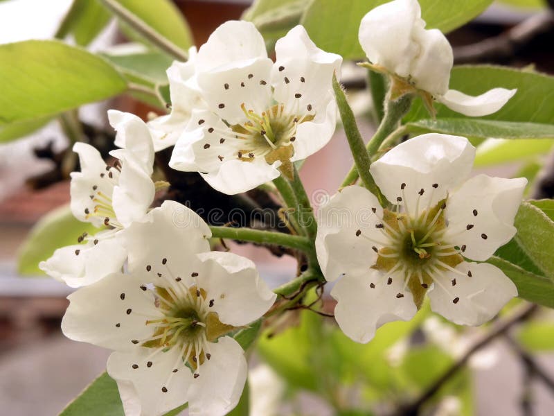 Spring flower stock photo. Image of flora, spring, pear - 698064