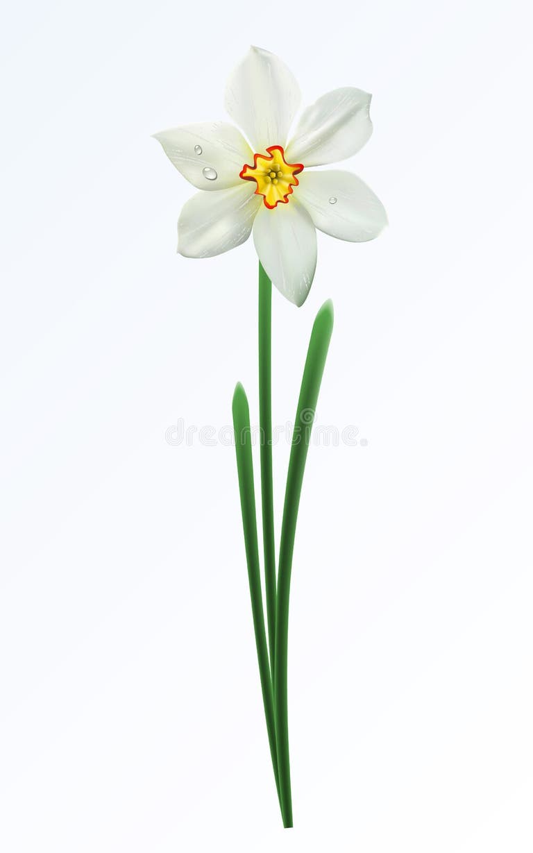 Single Spring Flower Stock Illustrations – 103,876 Single Spring Flower ...