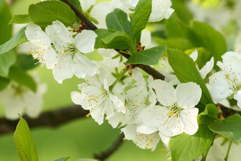 Spring time stock photo. Image of spring, time, leafs - 1601044
