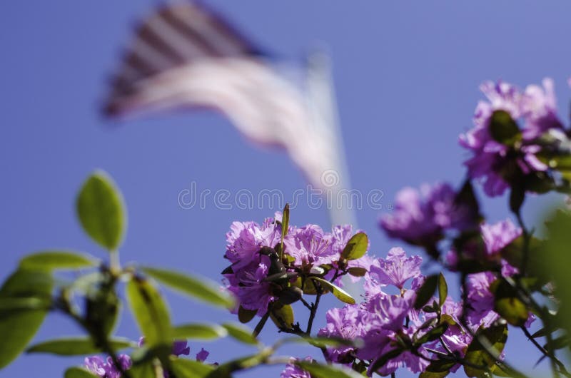 Spring Flower and American Flag Stock Image - Image of leaves, pole ...