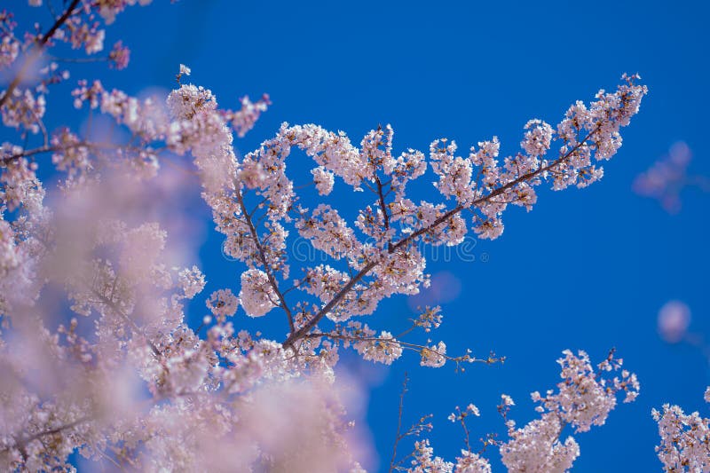 Spring Flower Background. Spring Cherry Blossom Trees. Spring Flowers ...