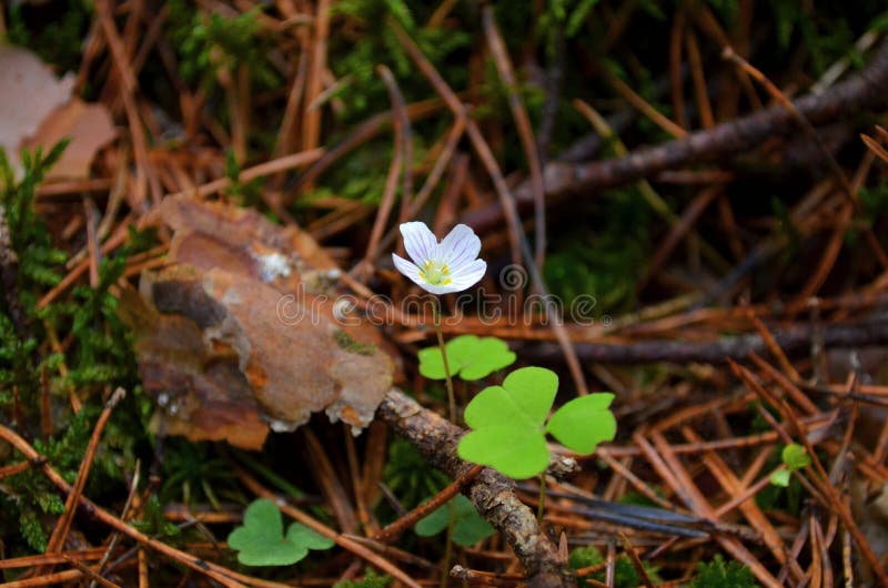 Single Flower in the Forest Stock Image - Image of background, moss ...