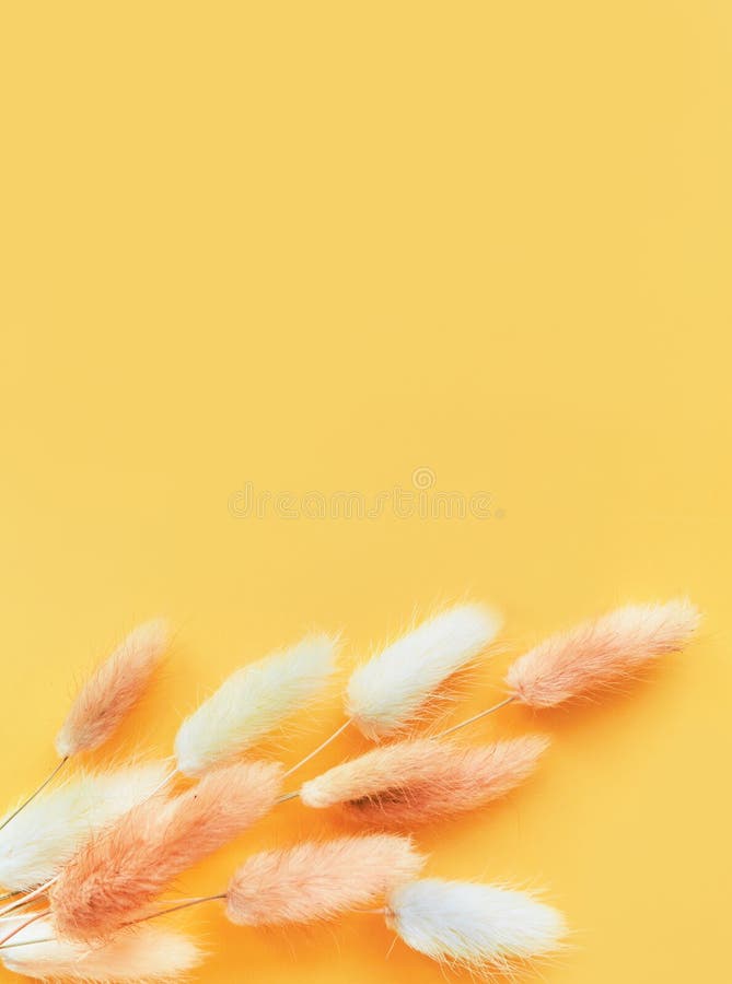 Spring flower background. stock image. Image of plant - 269782629