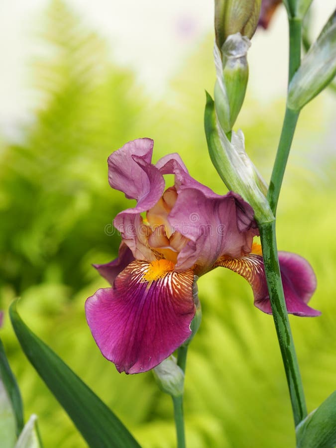 Spring Flower Background.Popular Delicate Iris Flowers Grow in the ...