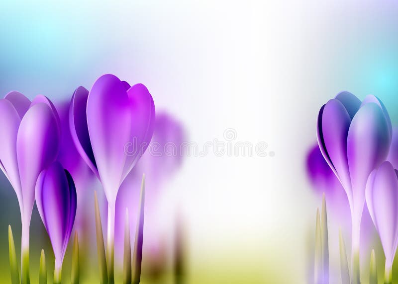 Crocus Border Stock Illustrations – 1,140 Crocus Border Stock ...