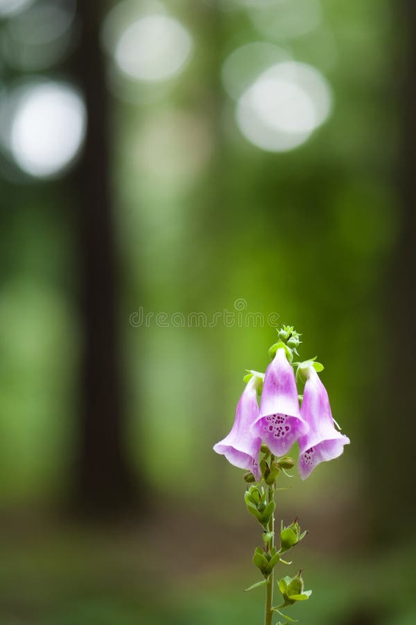 Spring Flower Backround. Blue Bell Flower in Forest. Stock Photo ...