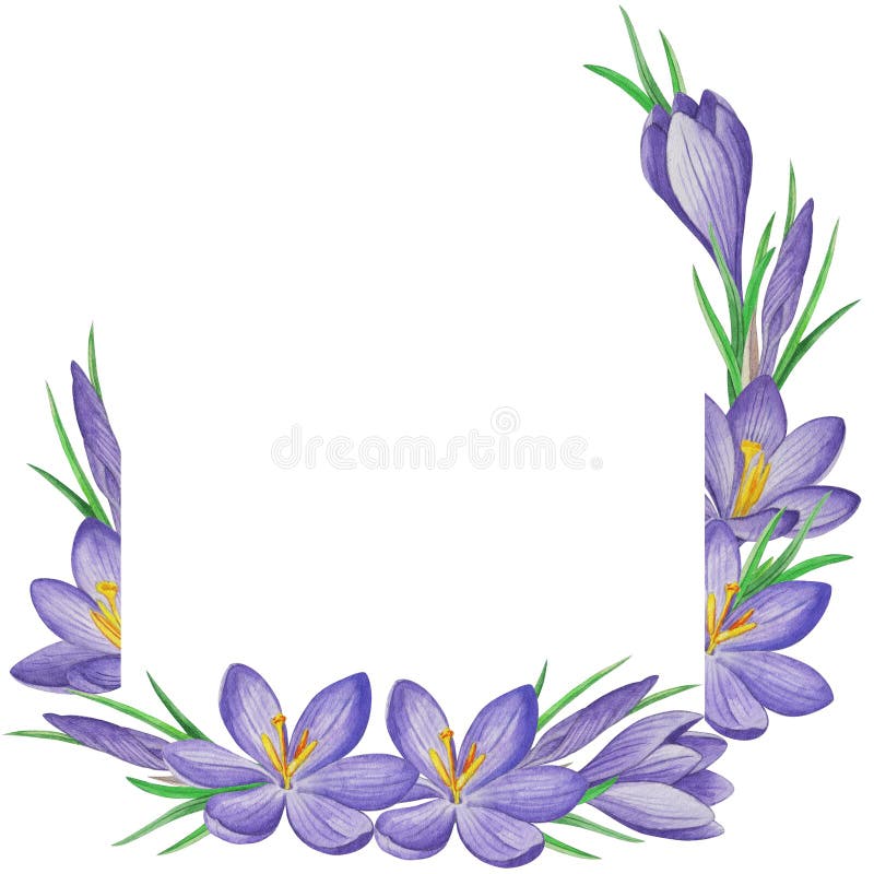 Spring Flower Banner of Crocuses. Watercolor Background Stock ...