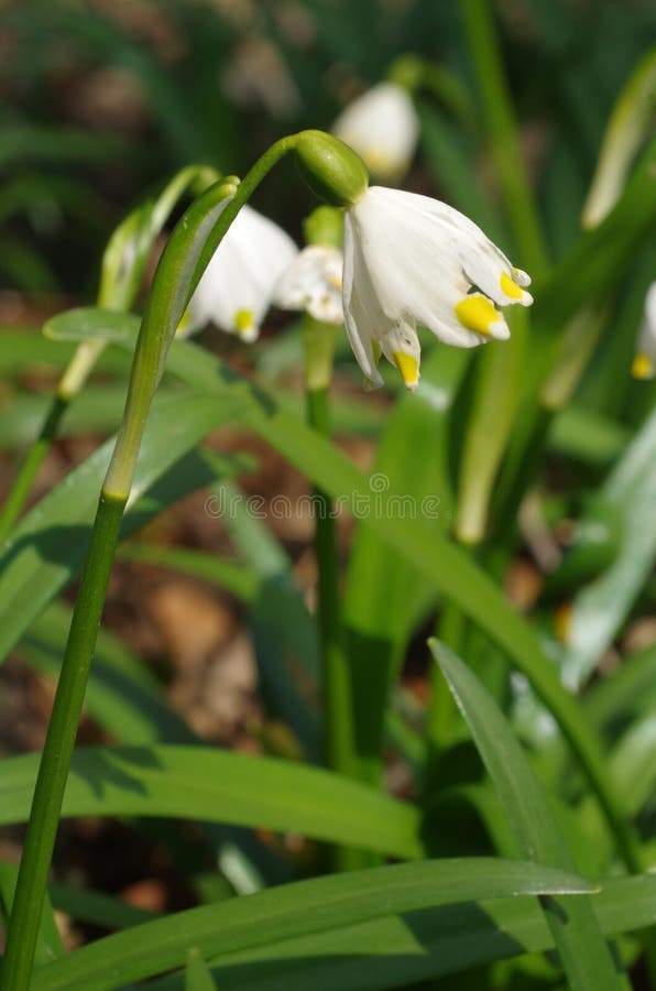 Spring Flower Beatiful Snow Flake Stock Image - Image of flower, white ...