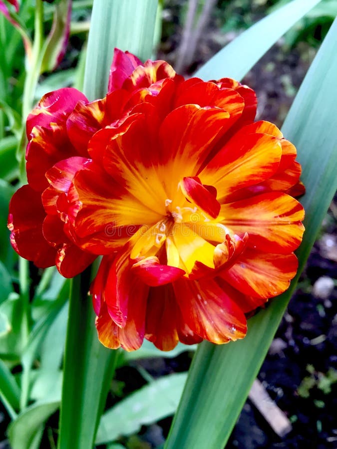 Spring flower stock image. Image of colors, plant, garden - 70752695