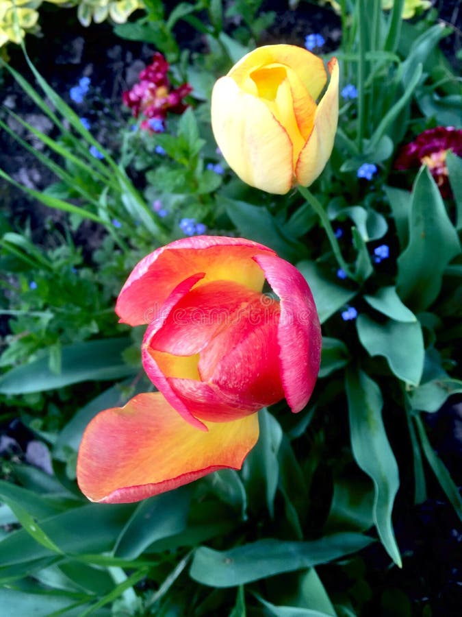 Spring flower stock photo. Image of garden, floristry - 70753172