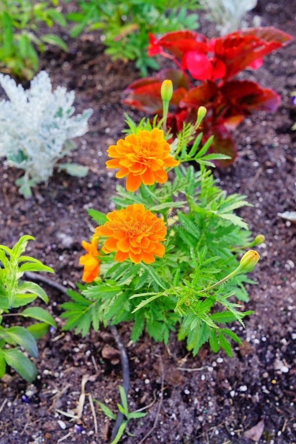 Spring flower stock photo. Image of flora, glass, blooming - 115972444