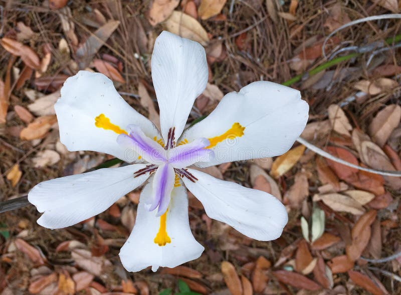 Spring flower stock photo. Image of floral, garden, botany - 115168018
