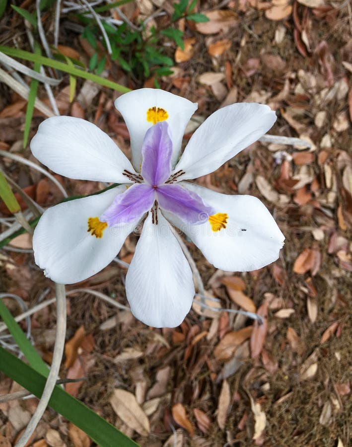Spring flower stock photo. Image of curve, bouquet, lilli - 115168330