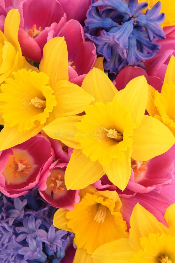 Spring Beauty stock photo. Image of arrangement, yellow - 17946986