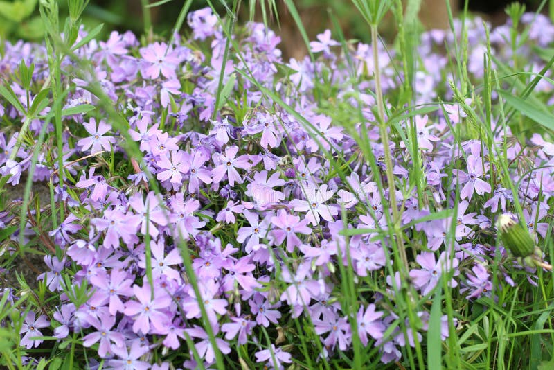 Spring Flower Bed of Blue White Flowers Stock Photo - Image of spring ...
