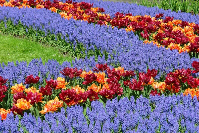 Field of Spring flowers stock photo. Image of blooming - 5071192