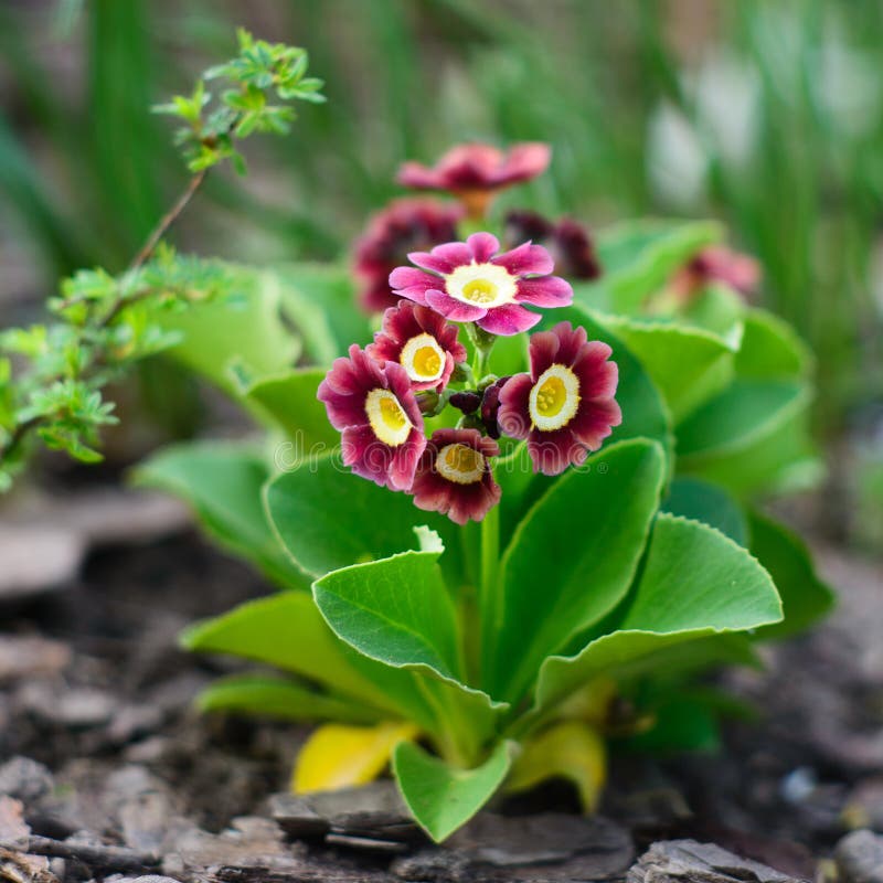 Beautiful primula auricula stock image. Image of nature - 124342127