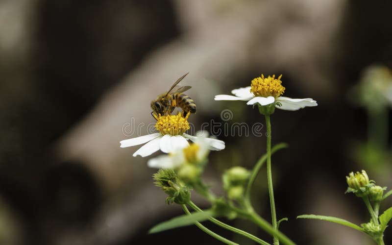 Spring Flower and Bee in Sunshine. Stock Photo - Image of grow, garden ...