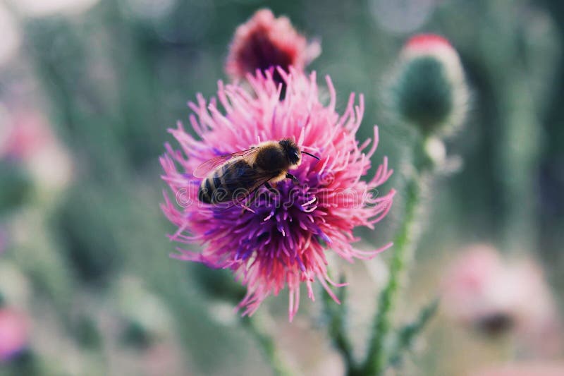 Spring Flower and Bee Macro Stock Image - Image of blossom, flower ...