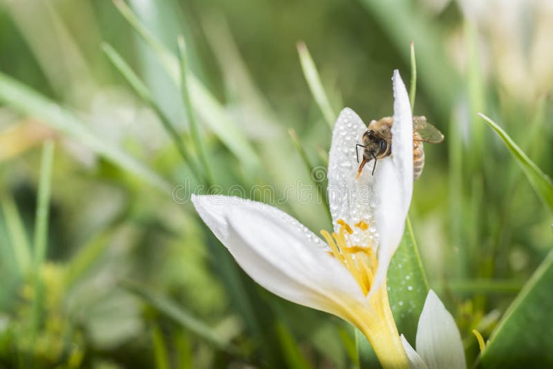 Spring flower with bee stock image. Image of beauty - 113810031