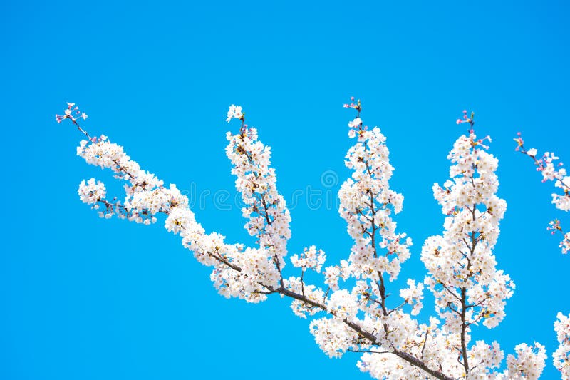 Spring Flower Bloom on Blossom Tree. Spring Nature. Blossom Branch of a ...