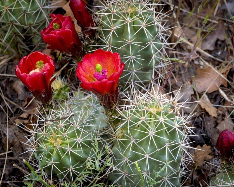Spring Flower in Bloom on a Cactus Stock Photo - Image of unique, rock ...