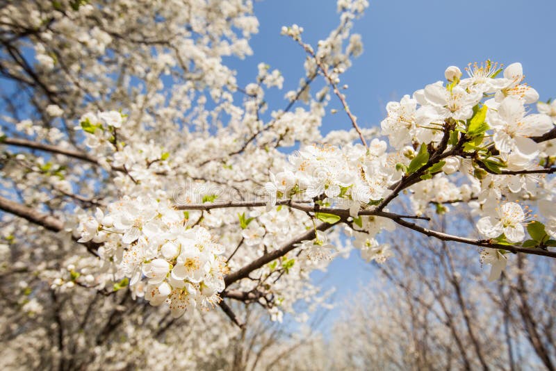 Spring flower blooming stock image. Image of blossom - 89189895