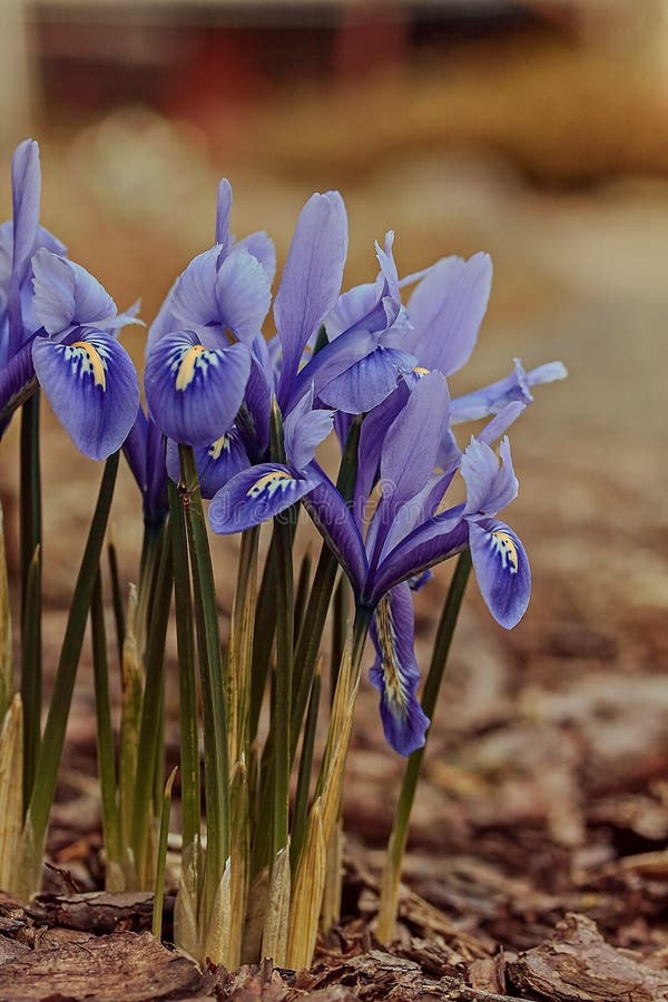 Spring flower in a garden stock photo. Image of color - 118721528