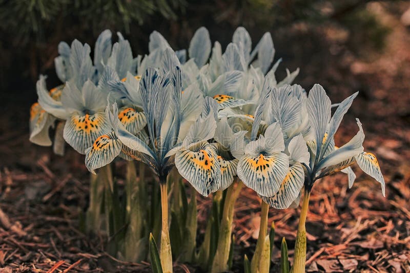 Spring flower in a garden stock image. Image of flowers - 118725553