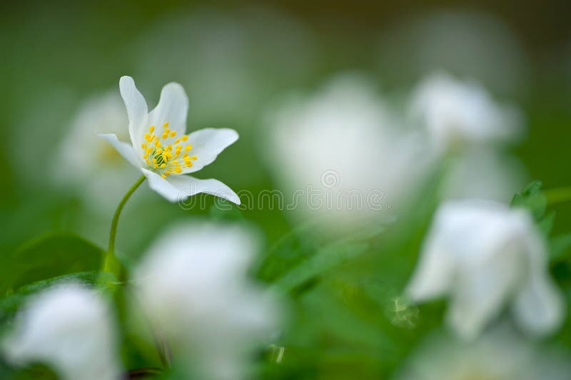 Spring flower stock photo. Image of pollen, macro, life - 30917930