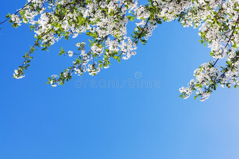 Spring flower blossom. stock image. Image of area, nature - 5910583