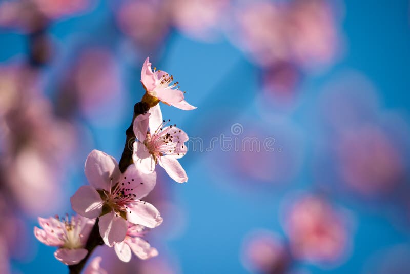 Spring flower blossoms stock photo. Image of limb, gardening - 215126922