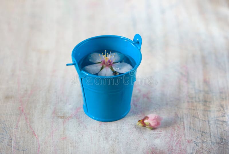 Spring Flower in Blue Decorative Bucket Stock Photo - Image of flower ...