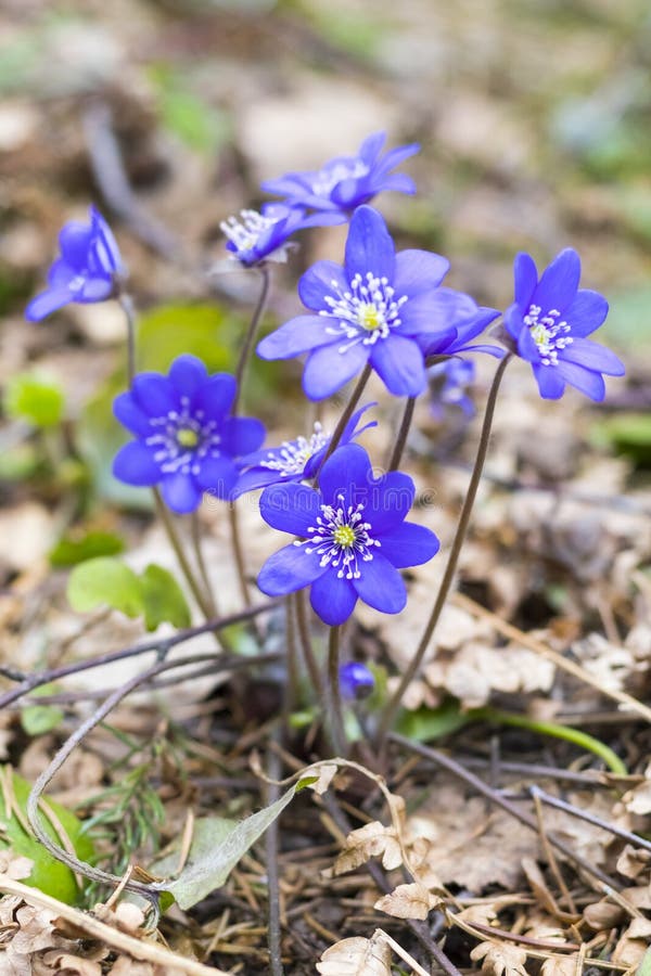 Spring Flower. Blue Snowdrop in Natural Environment. Shallow Depth of ...