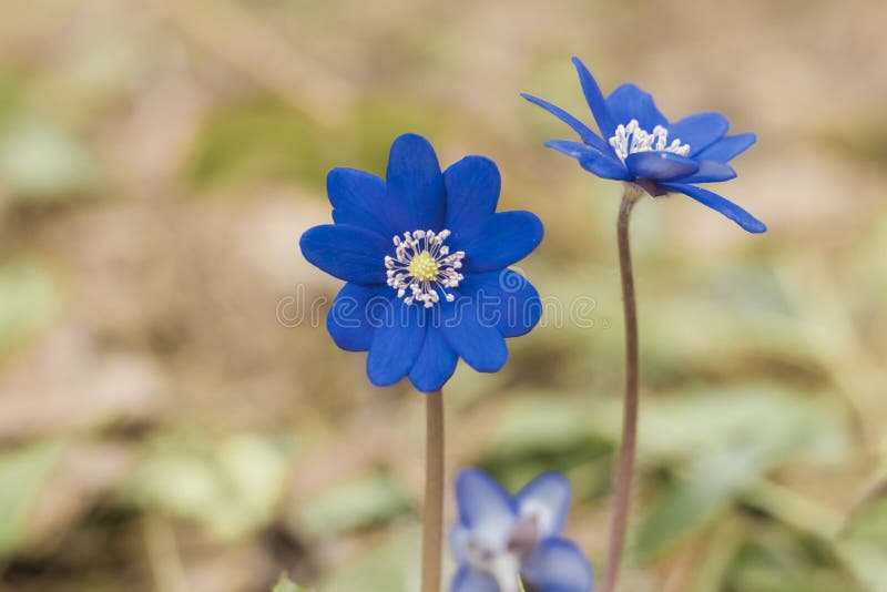 Spring Flower. Blue Snowdrop in Natural Environment. Shallow Depth of ...
