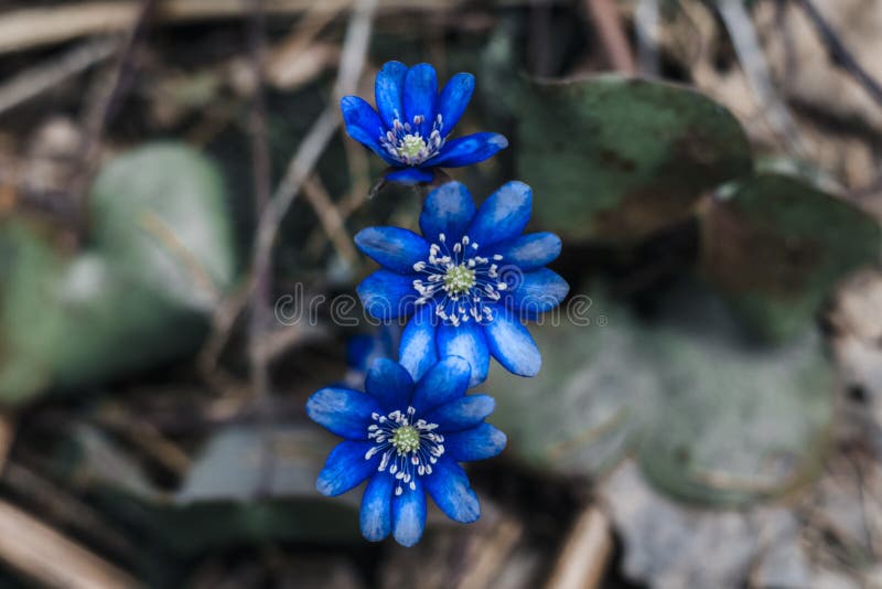 Spring Flower. Blue Snowdrop in Natural Environment. Shallow Depth of ...