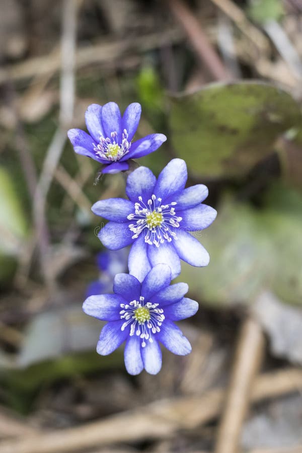 Spring Flower. Blue Snowdrop in Natural Environment. Shallow Depth of ...