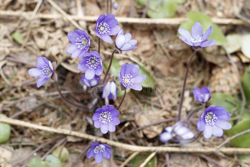 Spring Flower. Blue Snowdrop in Natural Environment. Shallow Depth of ...