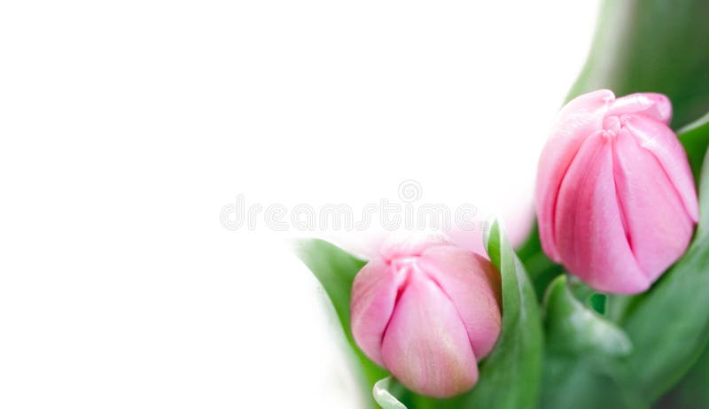 Spring flower border stock photo. Image of horizontal - 7589432