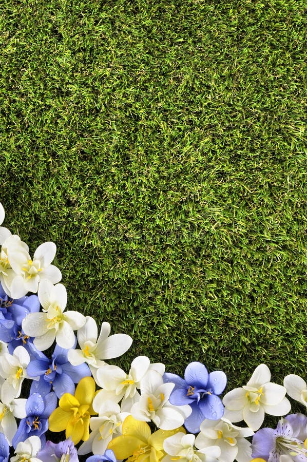 Spring Flower Border Background Grass Copy Space Vertical Stock Photos ...