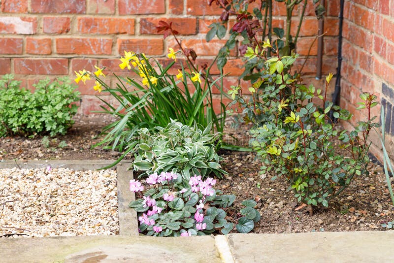 Spring Flower Border in a Garden, UK Stock Photo - Image of cyclamens ...