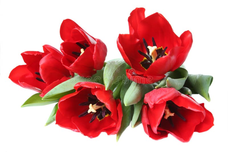 Spring Flower - Bouquet of Red Tulips Stock Image - Image of brightly ...