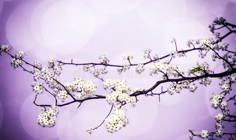 Spring Flower Branch stock photo. Image of closeup, plant - 90502726