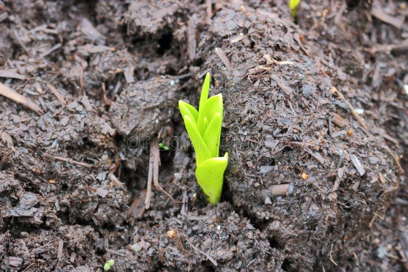Spring Flower Breaking Ground Stock Image - Image of dirt, pedal: 88729005