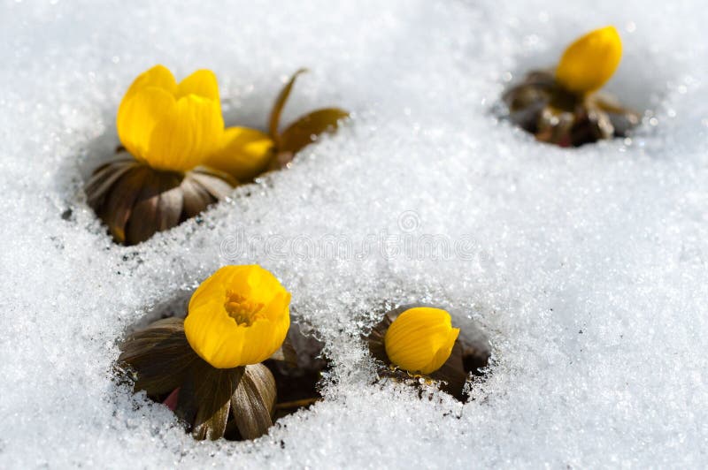 A Flower Breaking through Clay, Deserted Steppe Fields with Shrubs ...
