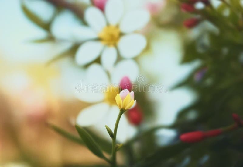 Spring Flower Bright Positive Mood Backdrop, AI Generated Stock ...