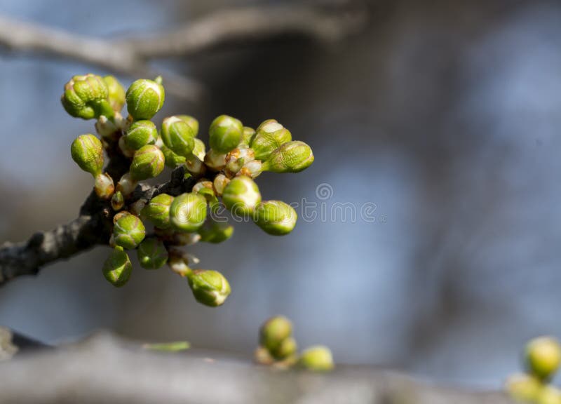Spring flower buds stock photo. Image of macro, march - 108742832